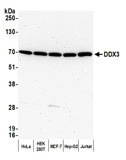 Anti-DDX3 | Bethyl Laboratories | Biomol.com