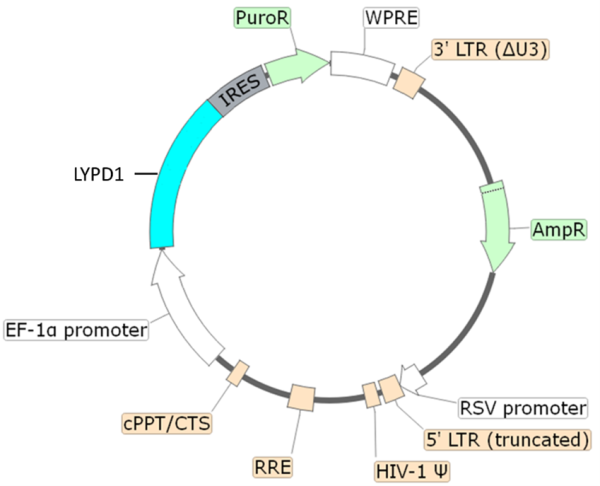 LYPD1 Lentivirus | BPS Bioscience | Biomol.com