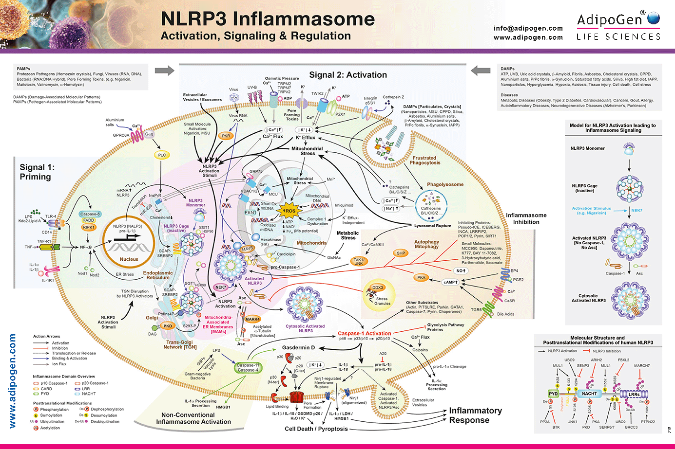NLRP3 Inflammasome Poster | AdipoGen Life Sciences | Biomol.de