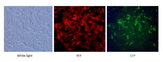 RFP/GFP Safe-Harbor HEK293 Cell Line | BPS Bioscience | Biomol.com