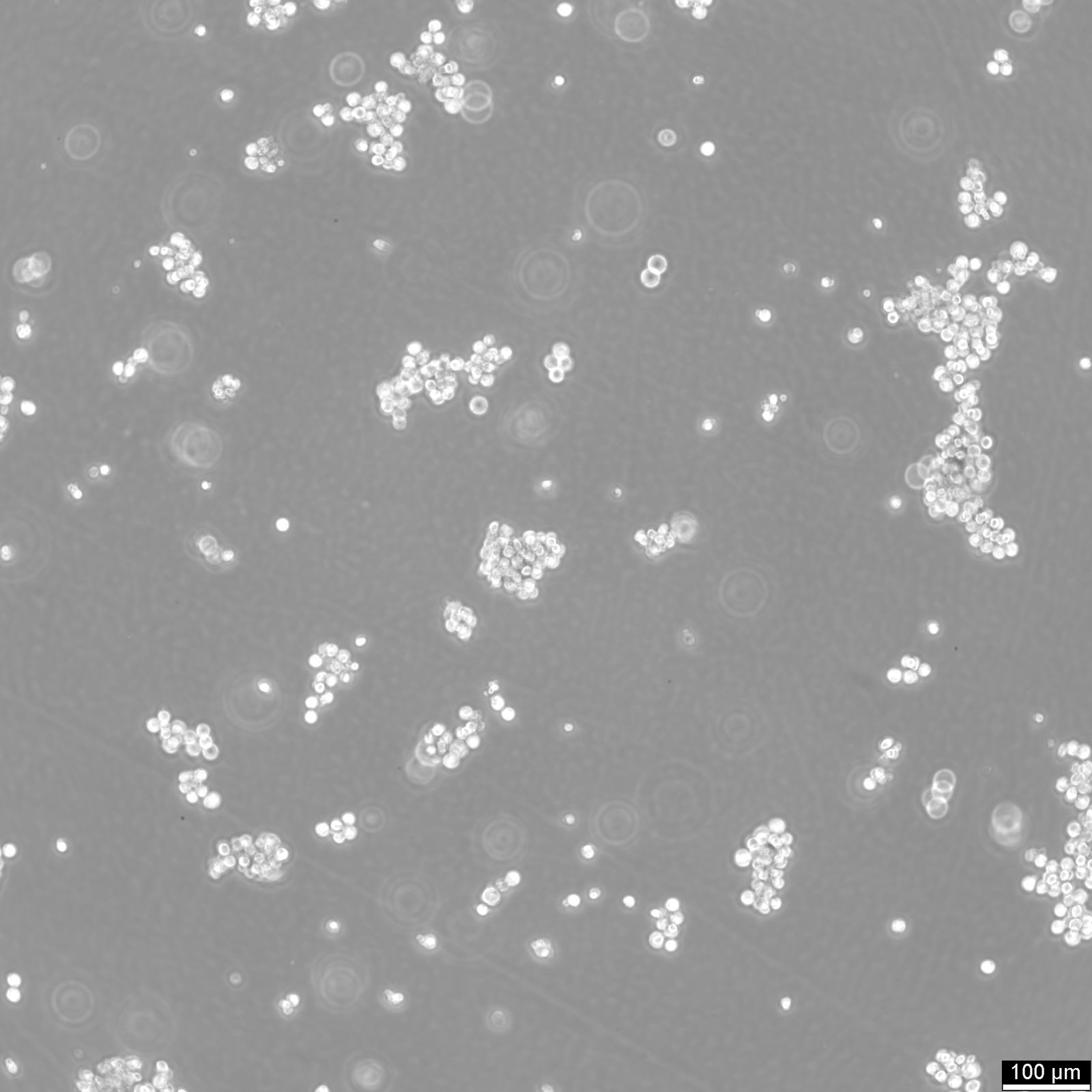 SNU-16 Cells | Cytion | Biomol.com