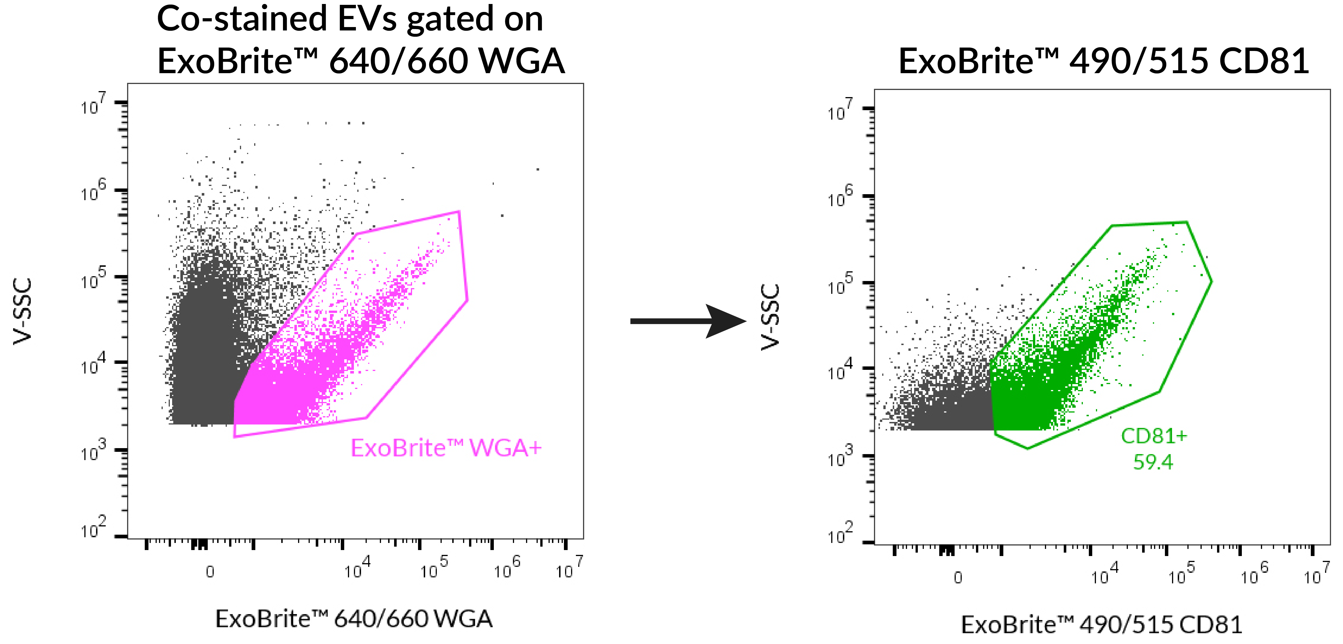 ExoBrite(TM) 490/515 Anti-CD81 Flow Antibody (100 tests) | Biotium ...