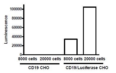CD19 / Firefly Luciferase - CHO Recombinant Cell Line | BPS Bioscience | Biomol.com
