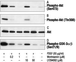 LY294002 (PI3 Kinase Inhibitor), | United States Biological | Biomol.com