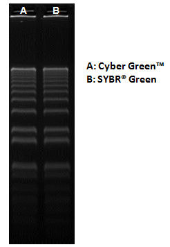 Cyber Green(TM) Nucleic Acid Gel Stain *10,000X DMSO Solution* | AAT ...
