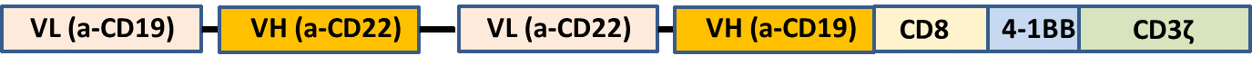 Anti-CD19/CD22 Bispecific CAR Lentivirus (Clones FMC63/m971 ScFv-CD8-4 ...