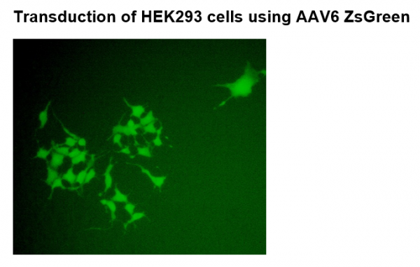 AAV6 ZsGreen | BPS Bioscience | Biomol.com