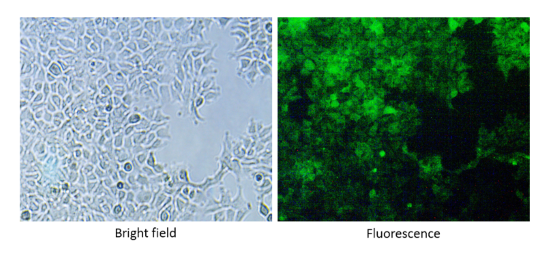 ZsGreen/Luciferase Safe-Harbor HEK293 Cell Line | BPS Bioscience ...