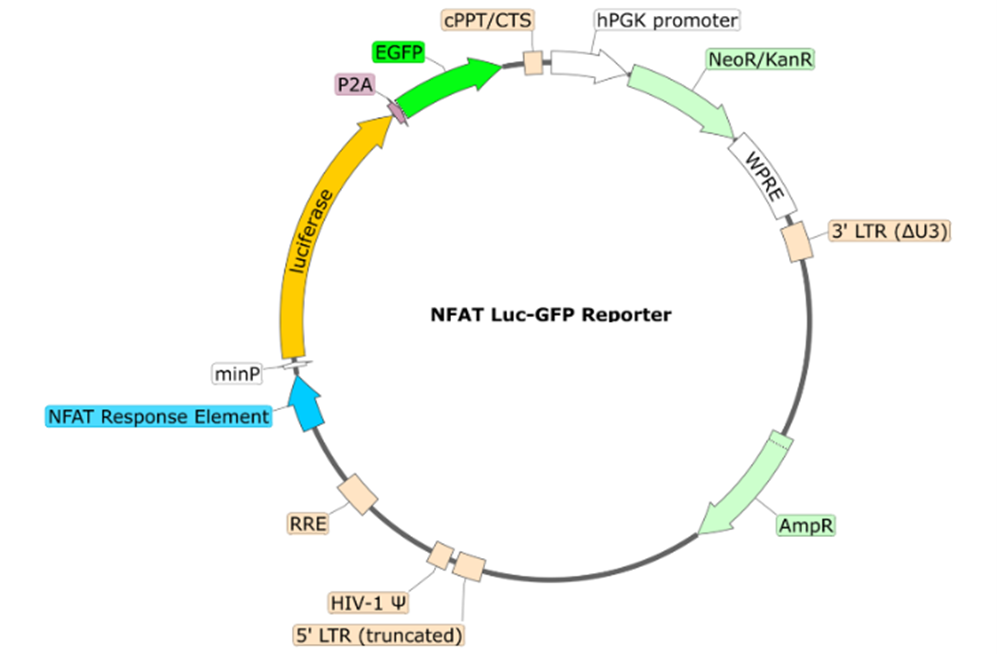 NFAT Luciferase-eGFP Reporter Lentivirus (G418) 78656-G | BPS ...