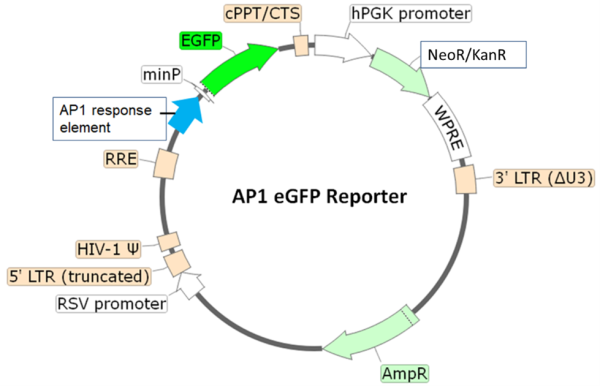 AP1 eGFP Reporter Lentivirus (JNK Signaling Pathway) | BPS Bioscience ...