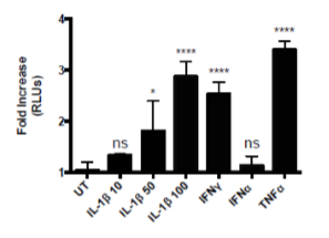 NF-kappaB Reporter Cellular Assay Pack (HCT116) | BPS Bioscience ...