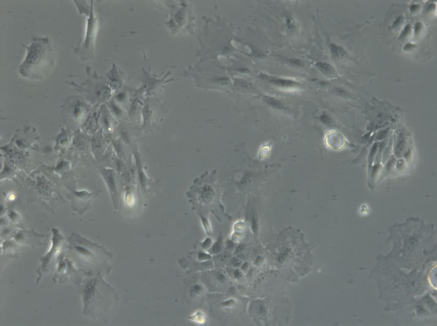 TRI-C3H Cells | Cytion | Biomol.com
