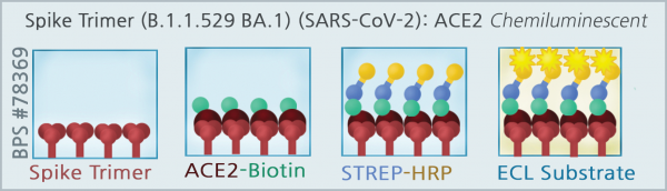 Spike Trimer (S1+S2) (B.1.1.529 BA.1, Omicron Variant) (SARS-CoV-2): ACE2 Inhibitor Screening ...