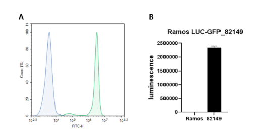 eGFP/Firefly Luciferase Ramos (RA 1) Cell Line | BPS Bioscience | Biomol.de