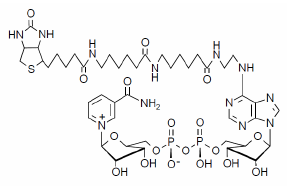 NAD, Biotin labeled (250 µM aqueous solution) | BPS Bioscience | Biomol.com