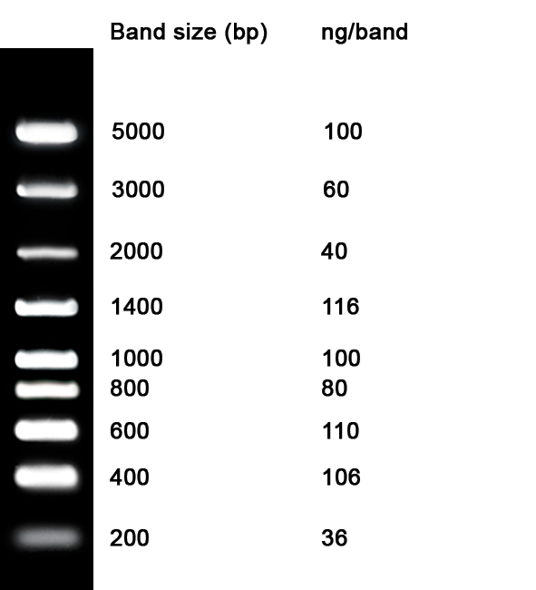 NZYDNA Ladder VIII, 200-5000 bp | NZYtech | Biomol.com