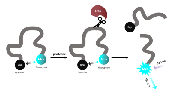 Fluoro-Verse(TM) ACE2 Inhibitor Assay Kit | BPS Bioscience | Biomol.com