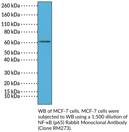 Anti-NF-kappaB (p65) Rabbit (Clone RM273) | Cayman Chemical | Biomol.com