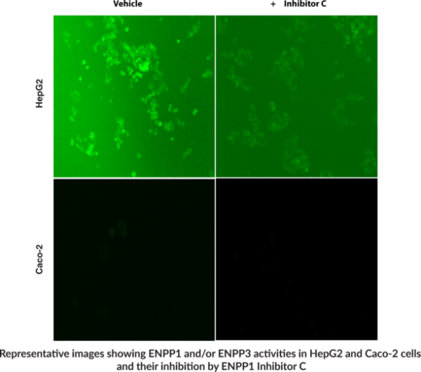 ENPP1/ENPP3 Cell-Based Activity Assay Kit | Cayman Chemical | Biomol.com