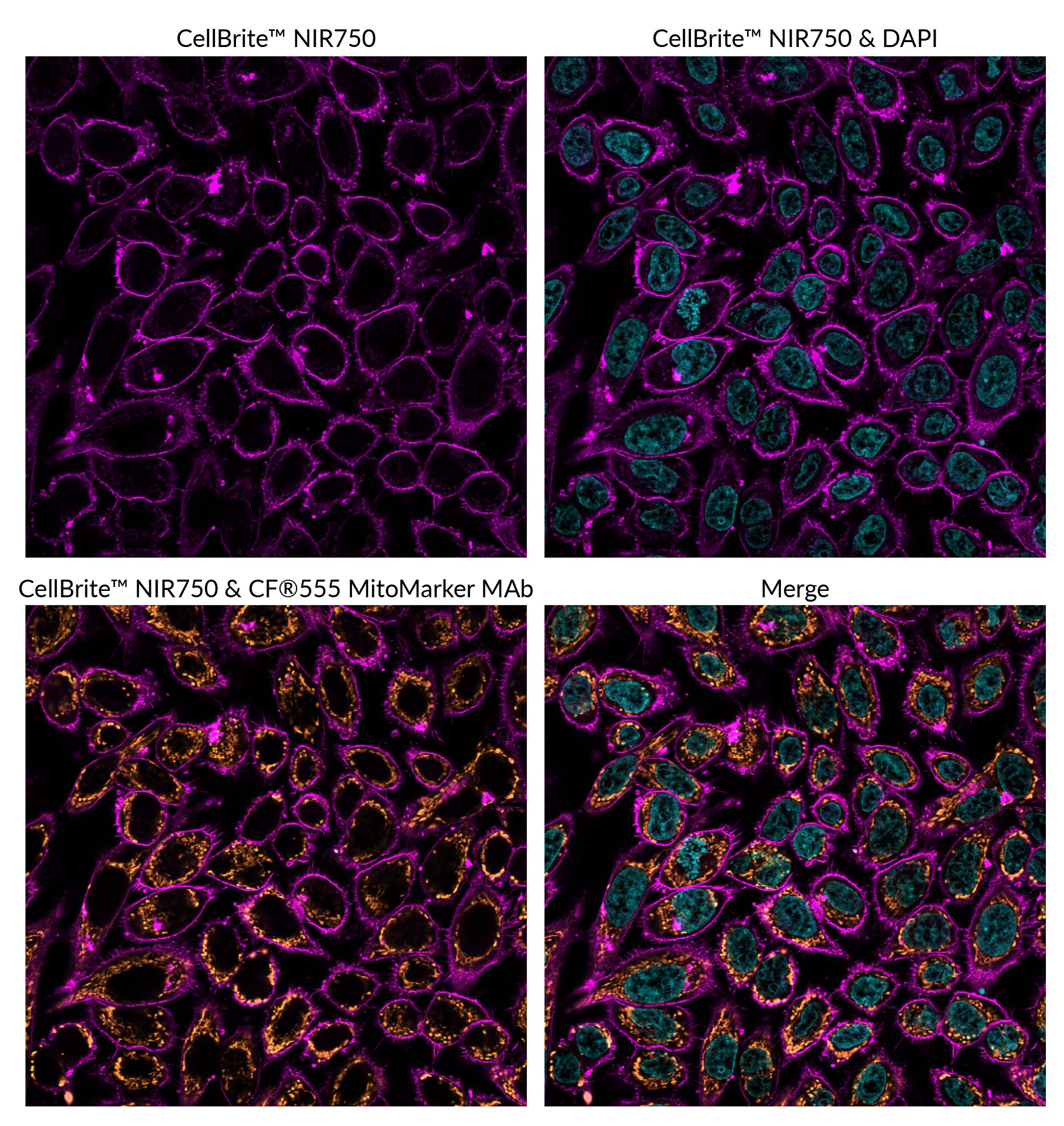 DAPI, 10mg/mL in H2O | CAS 28718-91-4 | Biotium | Biomol.com