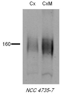 Anti-SLC12A3 / NCC | Arigo Biolaboratories | Biomol.com