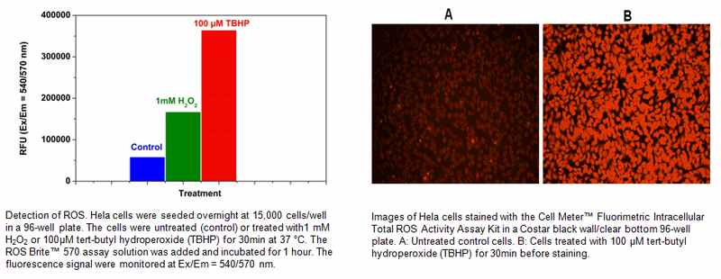 Cell Meter(TM) Fluorimetric Intracellular Total ROS Activity Assay Kit ...