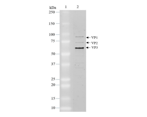 AAV3 SaCas9 | BPS Bioscience | Biomol.com