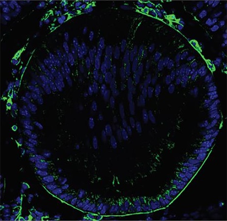 Anti-Collagen IV | Arigo Biolaboratories | Biomol.com