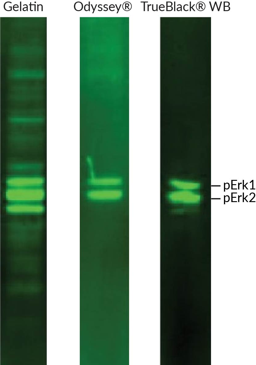 TrueBlack(R) WB Blocking Buffer | Biotium | Biomol.com