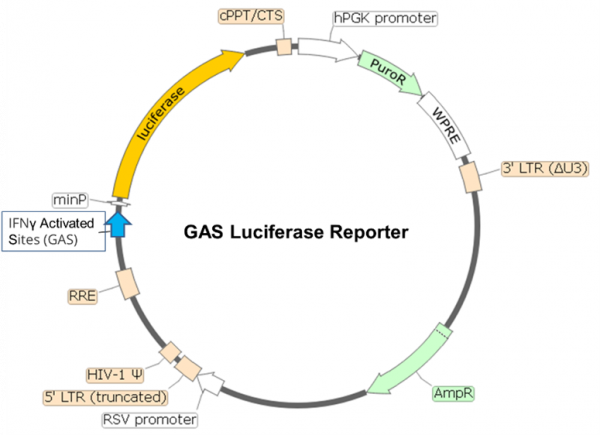 GAS Luciferase Reporter Lentivirus (IFN-gamma/JAK/STAT1 Pathway) | BPS ...