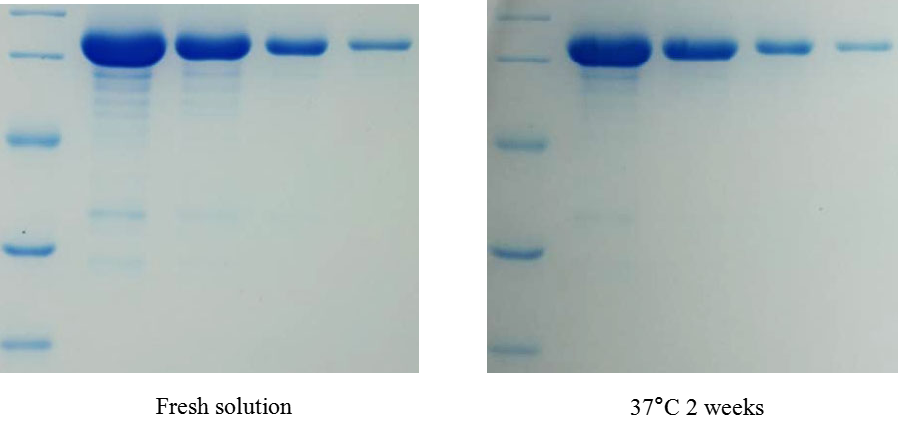 Fast Coomassie Blue Staining Solution (10×) | Elabscience | Biomol.de