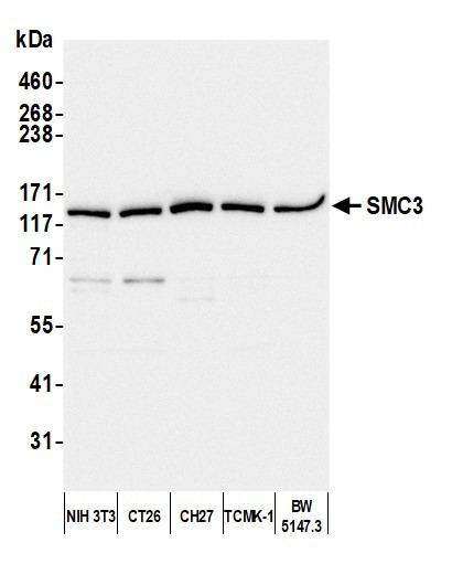 Anti-SMC3 | Bethyl Laboratories | Biomol.com