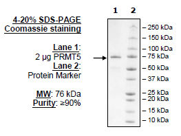 PRMT5, FLAG-Avi-Tag, Biotin-Labeled | BPS Bioscience | Biomol.com