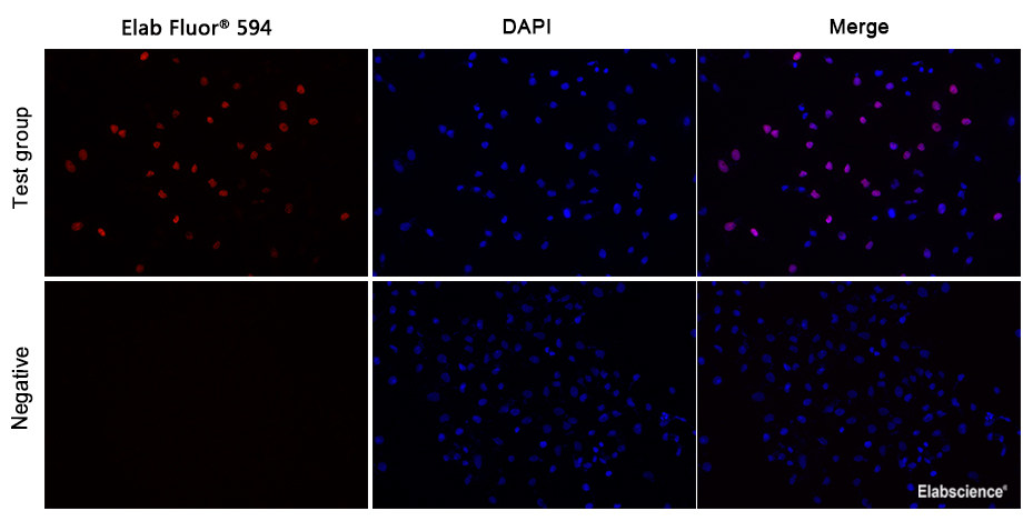 E-Click EdU Cell Proliferation Imaging Assay Kit (Red, Elab Fluor (R ...