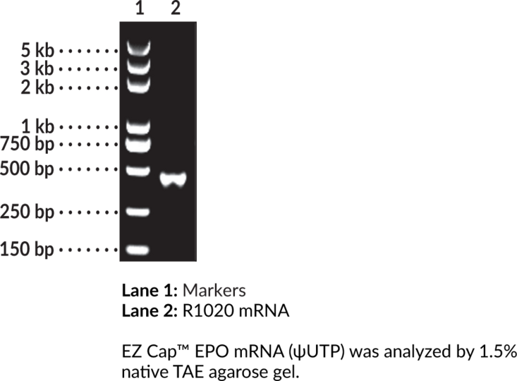 EZ Cap(TM) EPO mRNA (psiUTP) | Cayman Chemical | Biomol.com