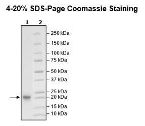 KRAS (G12V), Isoform B, His-Tag, BODIPY-GDP Loaded Recombinant | BPS ...