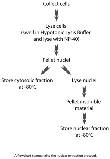 Nuclear Extraction Kit | Cayman Chemical | Biomol.com
