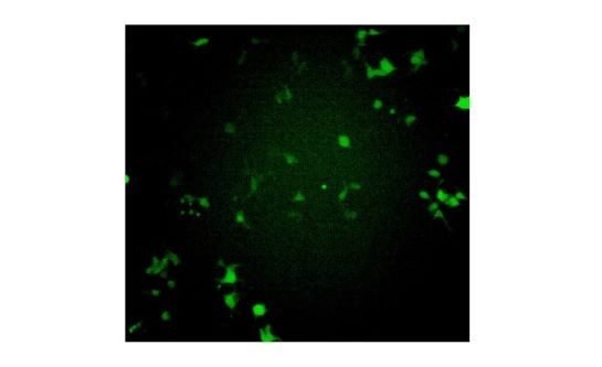 AAV-DJ Luciferase-eGFP | BPS Bioscience | Biomol.com