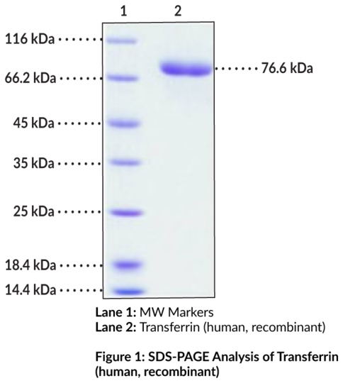 Transferrin (human, recombinant) | Cayman Chemical | Biomol.com