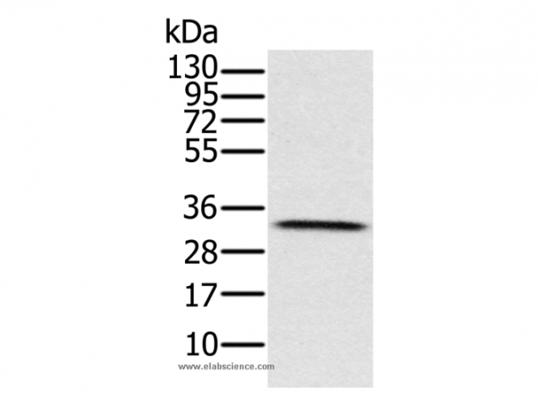 Anti-HSD17B8 | Elabscience | Biomol.com