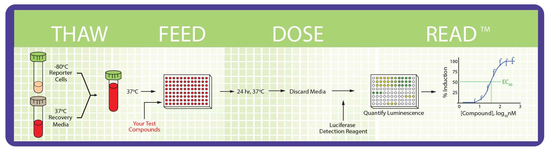 MR Reporter Assay System (Mouse) | Indigo Biosciences | Biomol.com
