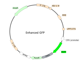 Spike (alpha B.1.1.7 Variant) (SARS-CoV-2) Pseudotyped Lentivirus (eGFP ...