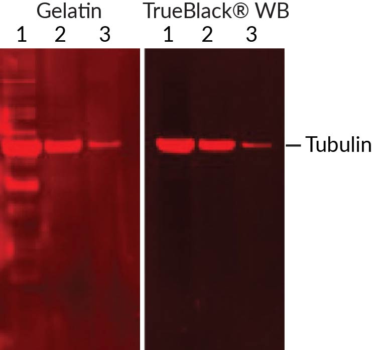 TrueBlack(R) WB Blocking Buffer | Biotium | Biomol.com