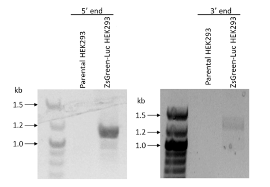 ZsGreen/Luciferase Safe-Harbor HEK293 Cell Line | BPS Bioscience ...