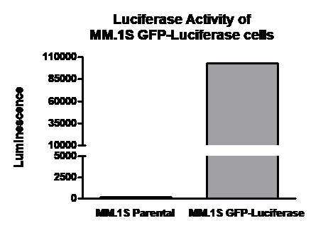 GFP/Firefly Luciferase MM.1S Cell Line | BPS Bioscience | Biomol.com