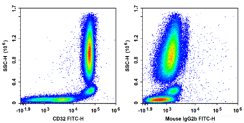 Anti-Human CD32, FITC conjugated, clone IV-3 | Elabscience | Biomol.com