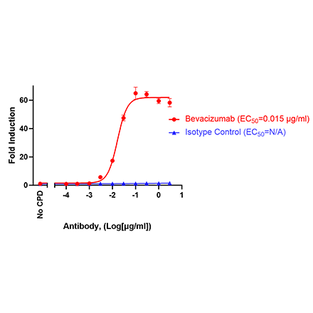 Membrane VEGF CHO Cell Line | BPS Bioscience | Biomol.com