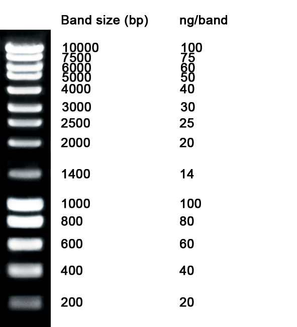NZYDNA Ladder III, 200-10000 bp | NZYtech | Biomol.com