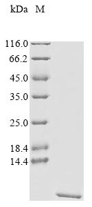 Heat-stable enterotoxin ST-2, Escherichia coli, recombinant | Cusabio ...