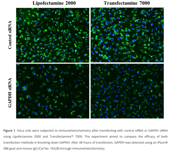 Transfectamine(TM) 7000 siRNA Transfection Reagent | AAT Bioquest ...